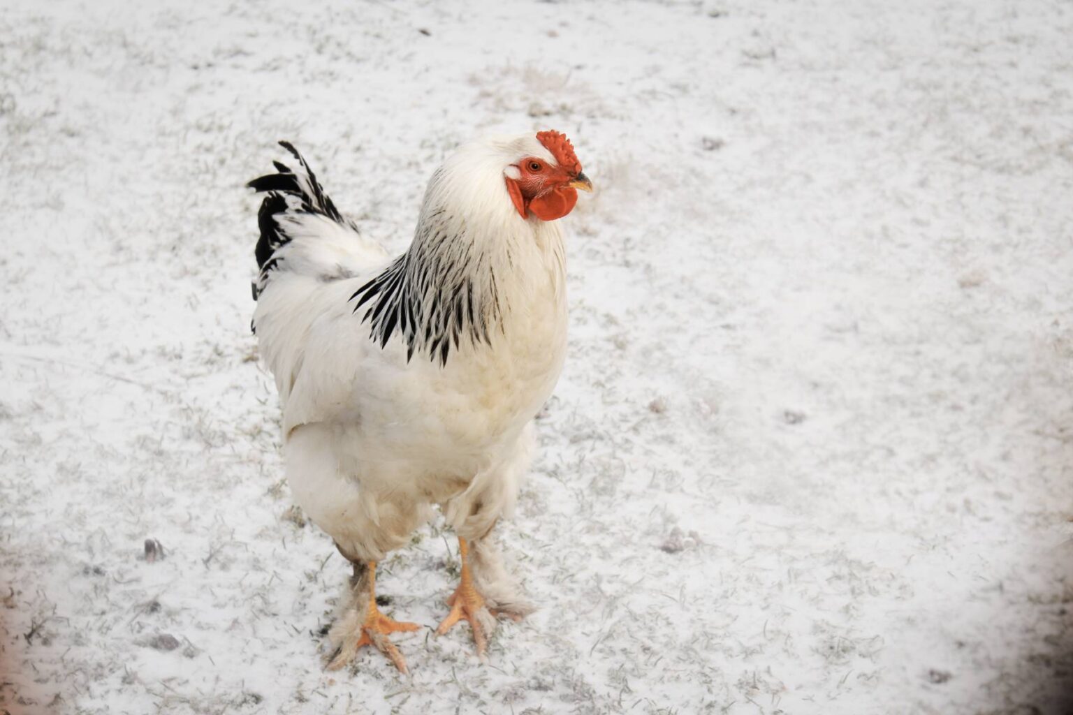 Choosing Cold-Weather Chickens - Backyard Poultry